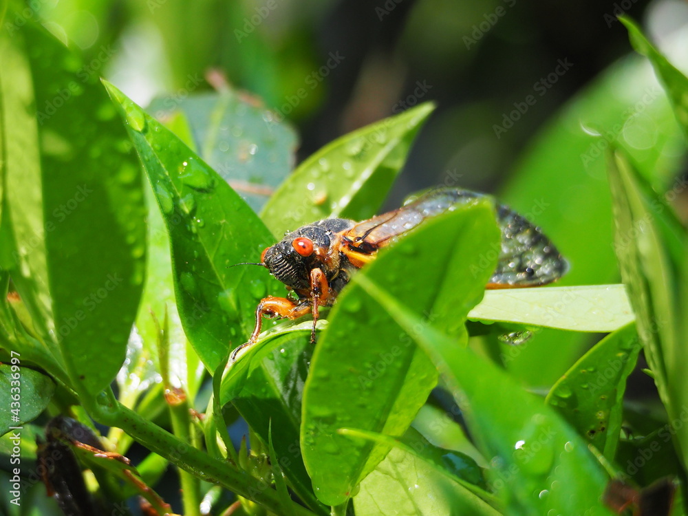 brood X cicadas on leaves with rain droplets Stock Photo | Adobe Stock