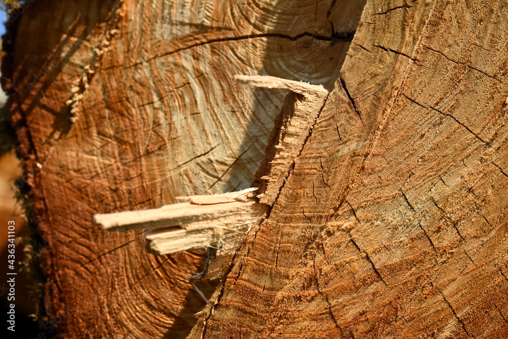 Cross section of tree trunk, sawn wood. Cross sectional cut end of log ...