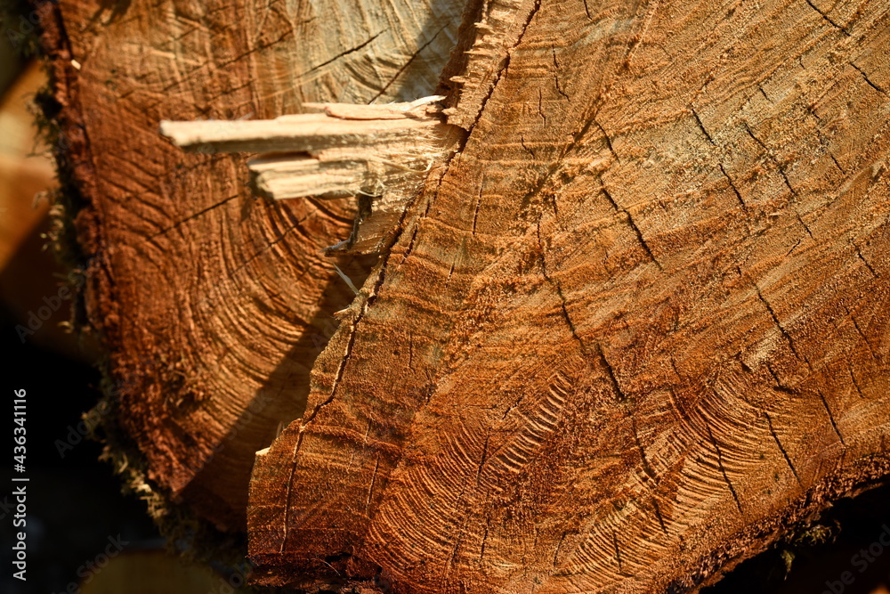 Cross section of tree trunk, sawn wood. Cross sectional cut end of log ...