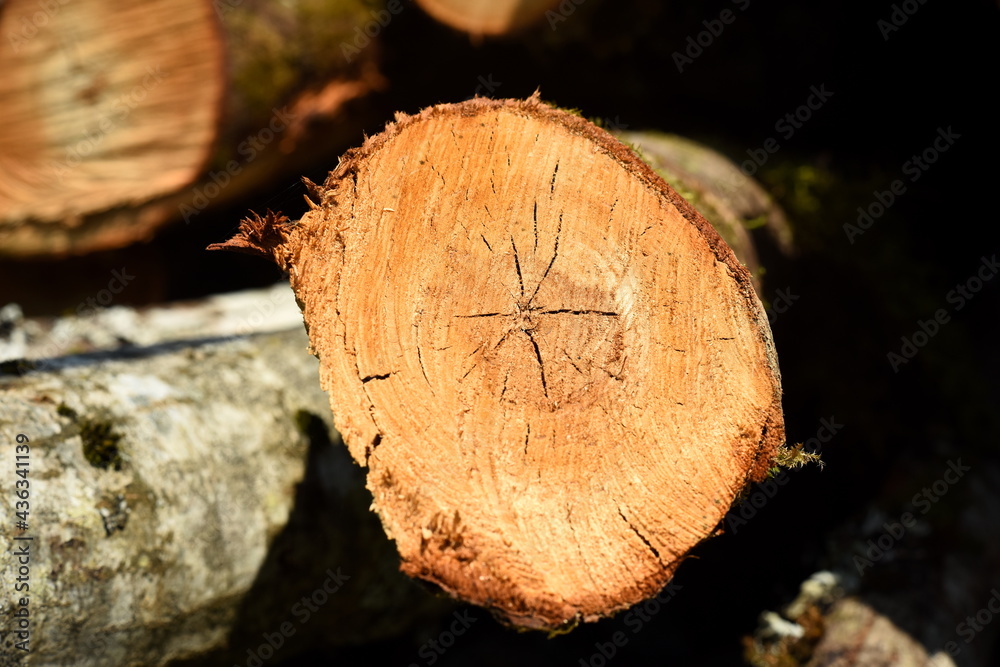 Cross section of tree trunk, sawn wood. Cross sectional cut end of log ...