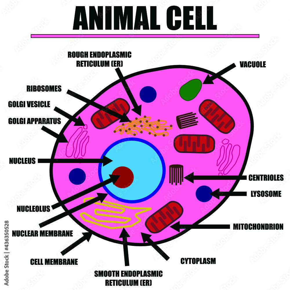 Animal Cell Color Diagram of organelles inside the cell membrane for ...