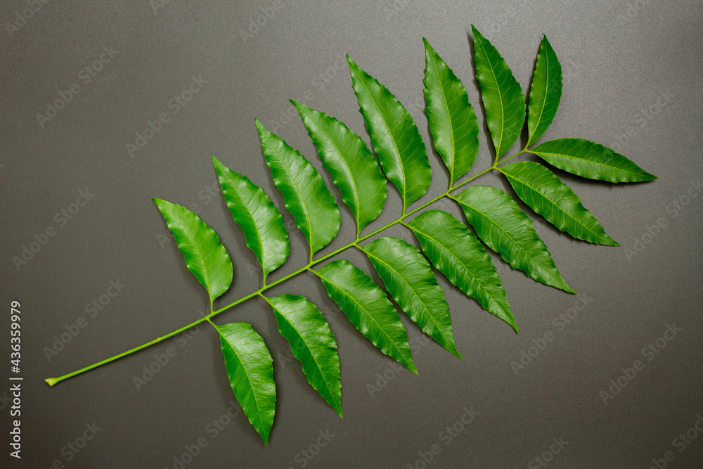 Medicinal neem leaf isolated on black background. Green leaf in South ...