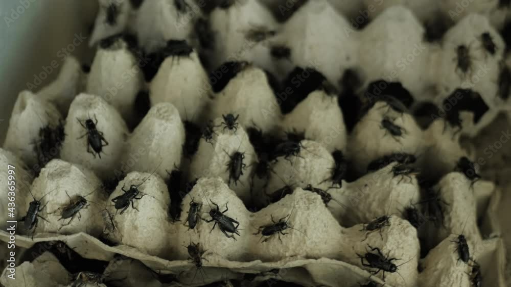 Many Black Crickets Crawling Around On Carton Egg Tray Source Of Food For Lizard Close Up