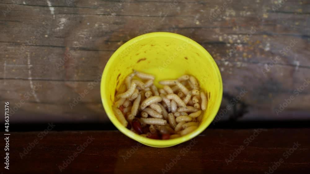 Closeup view 4k macro video of many alive fat ugly fly maggots crawling ...