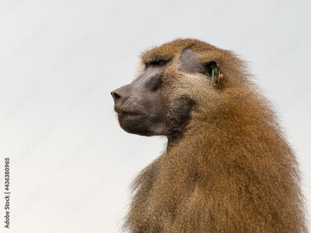 Baboon Face Profile