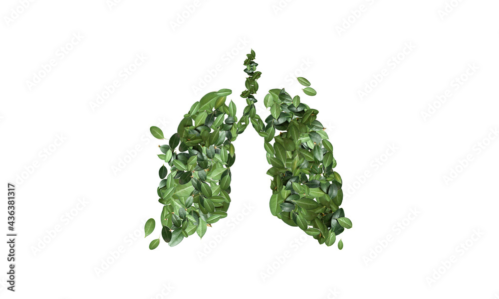 shape of human lungs made from green leaves isolated on white ...
