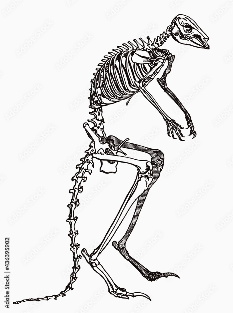 Kangaroo skeleton in profile view, after antique engraving from the ...