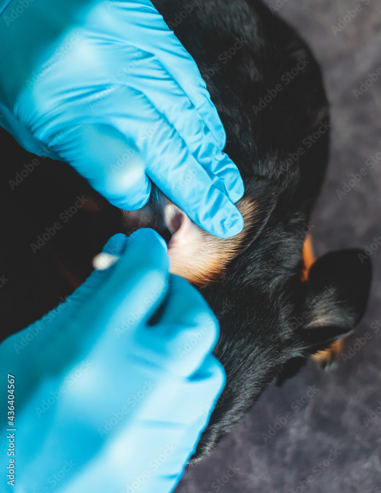 Process of cleaning dog ear, vet cleans dog ears with cotton swab ...
