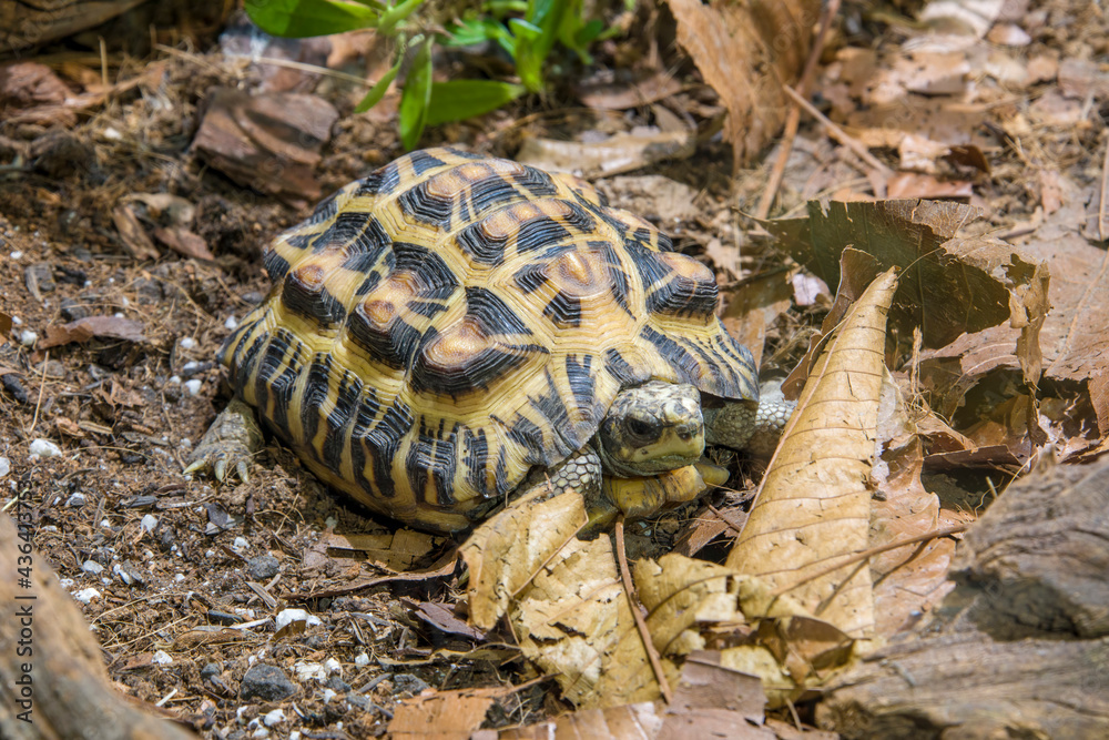Flat-backed spider tortoise (Pyxis planicauda) is a tortoise that ...