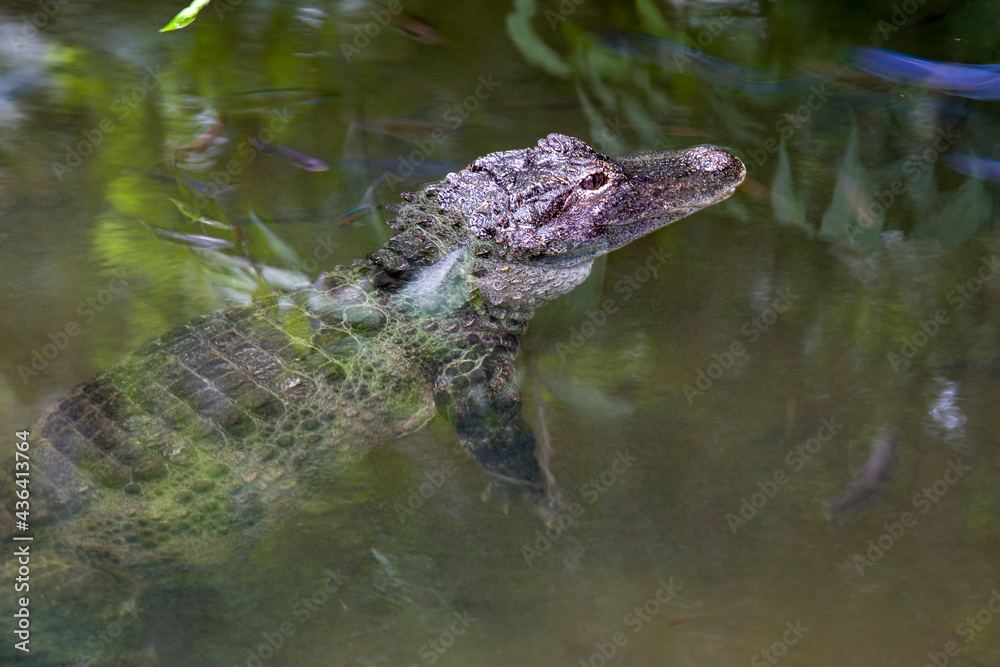 The closeup image of Chinese alligator (Alligator sinensis) in the ...
