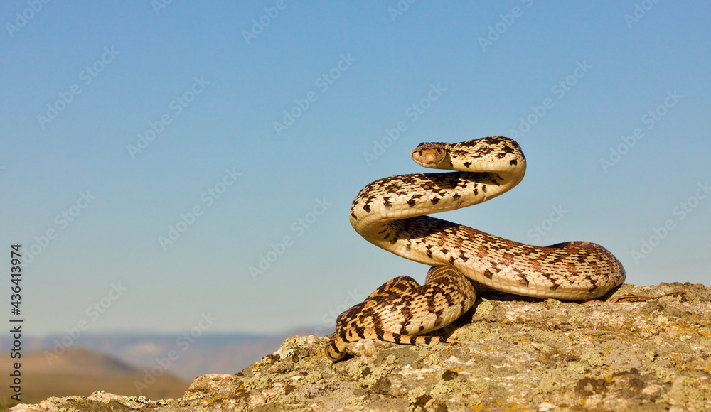 Bull Snake, a subspecies of the Gopher Snake, in defensive posture ...