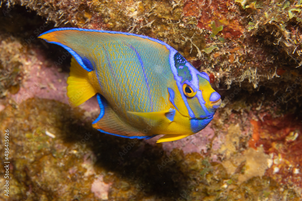 Juvenile Queen Angelfish in Transition Phase on Caribbean Coral Reef ...