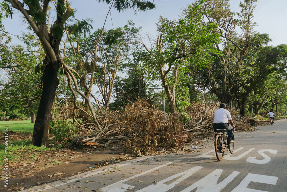 Super cyclone Amphan uprooted tree which fell and blocked pavement. The ...
