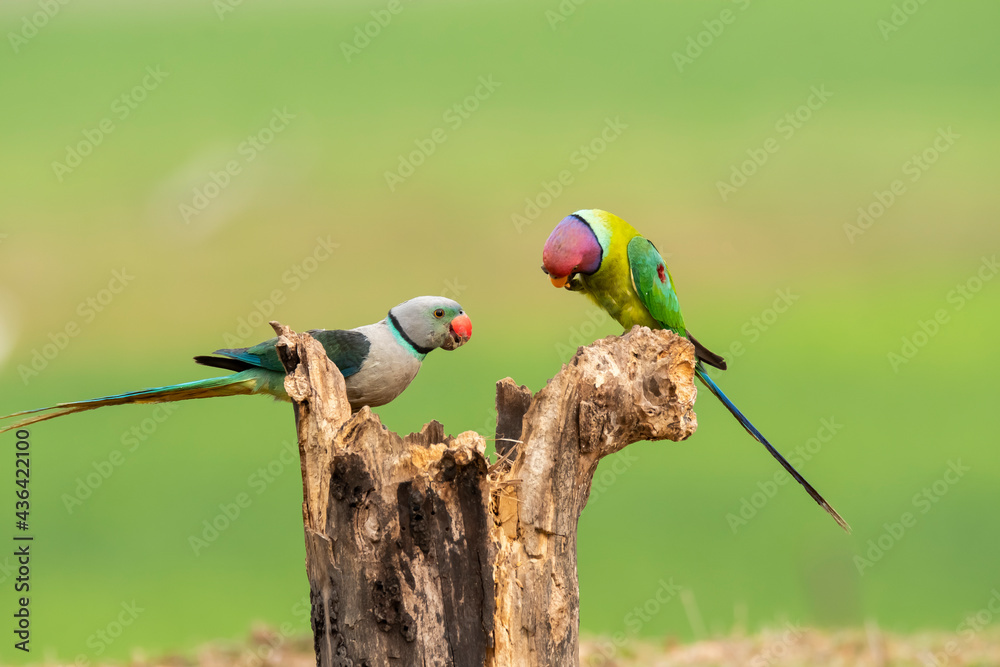 A pair of malabar parakeets fighting on a perch for a position to feed ...