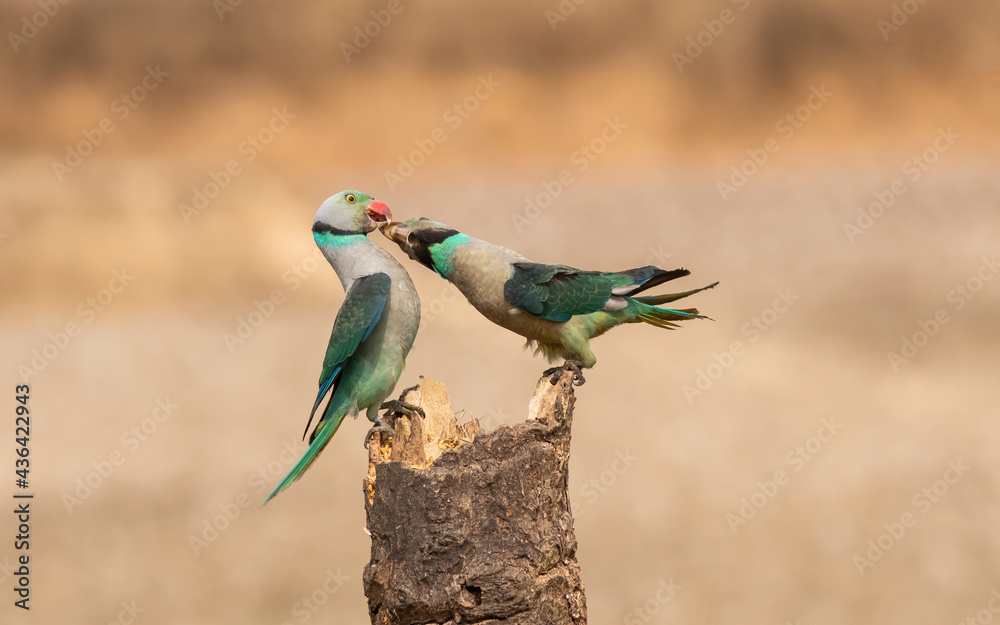 A pair of malabar parakeets fighting on a perch for a position to feed ...