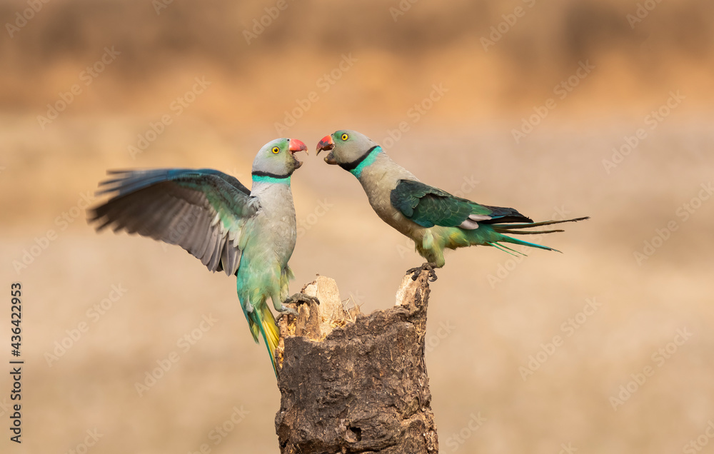 A pair of malabar parakeets fighting on a perch for a position to feed ...