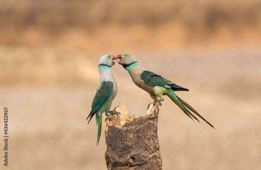 A pair of malabar parakeets fighting on a perch for a position to feed ...