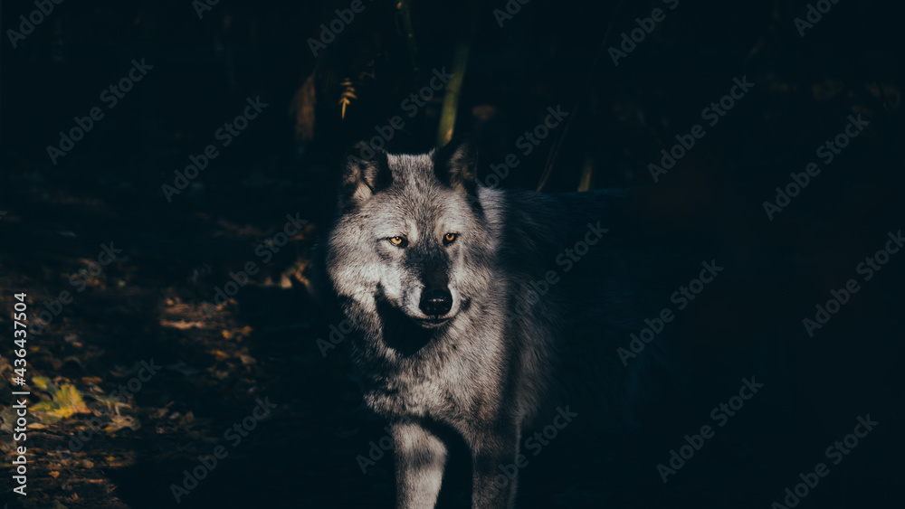 Wolf Stock Photo | Adobe Stock
