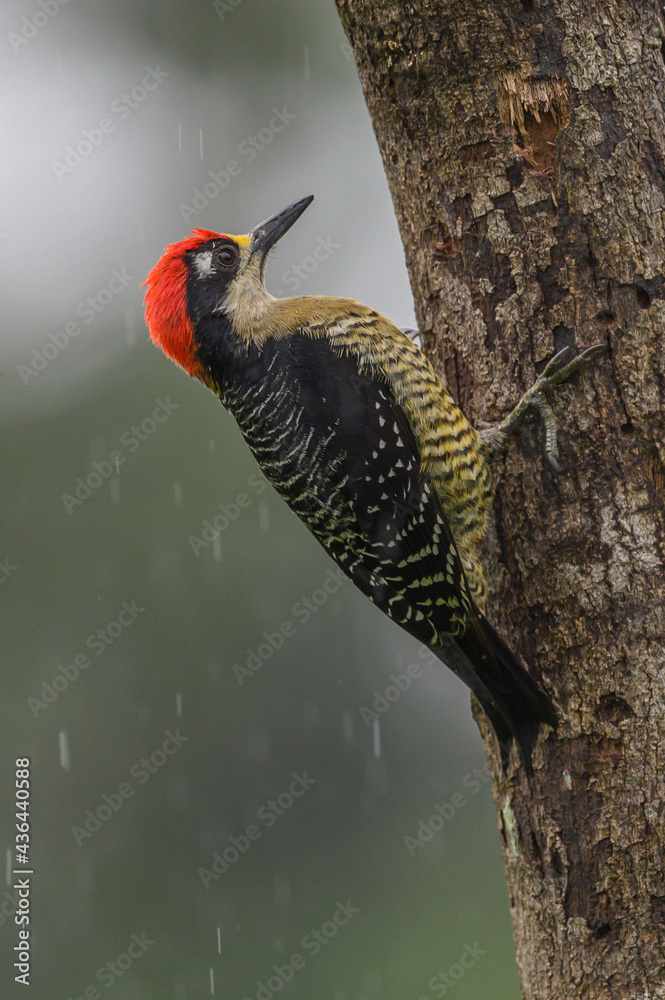 The great spotted woodpecker (Dendrocopos major) is a medium-sized ...