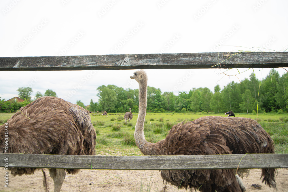 Ostrich head close-up. Head and neck front portrait of an ostrich bird ...