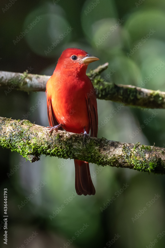 Red tanager in green vegetation. Bird on the big palm leave. Summer ...