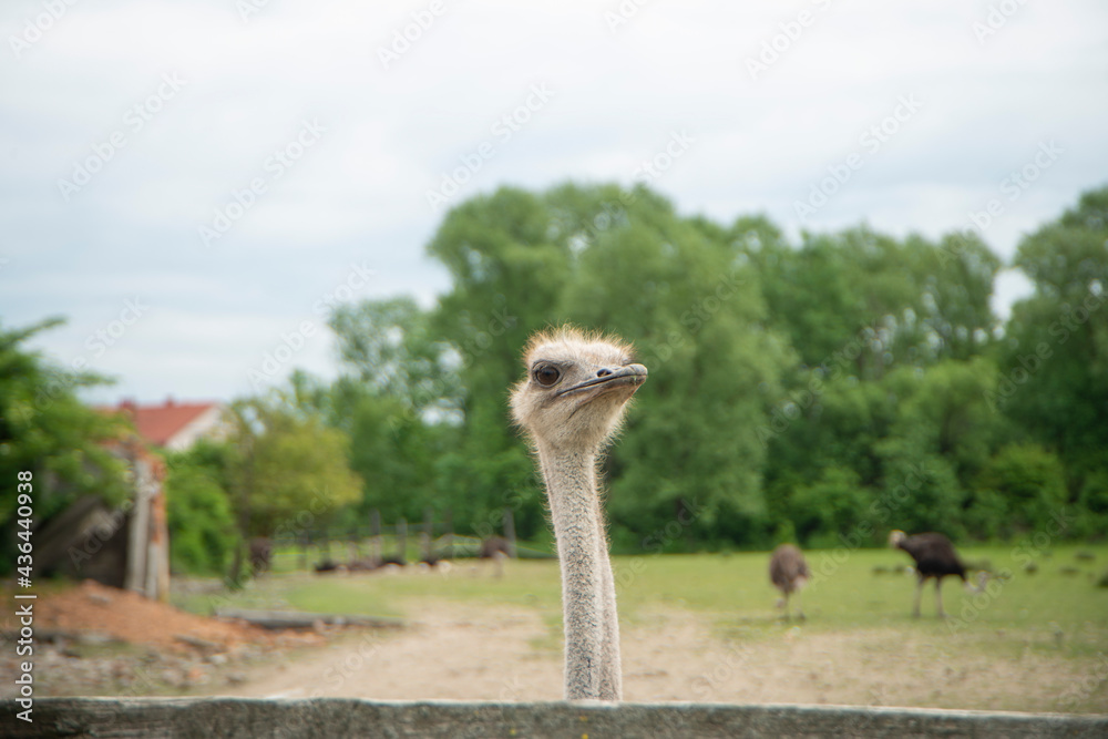 Ostrich head close-up. Head and neck front portrait of an ostrich bird ...