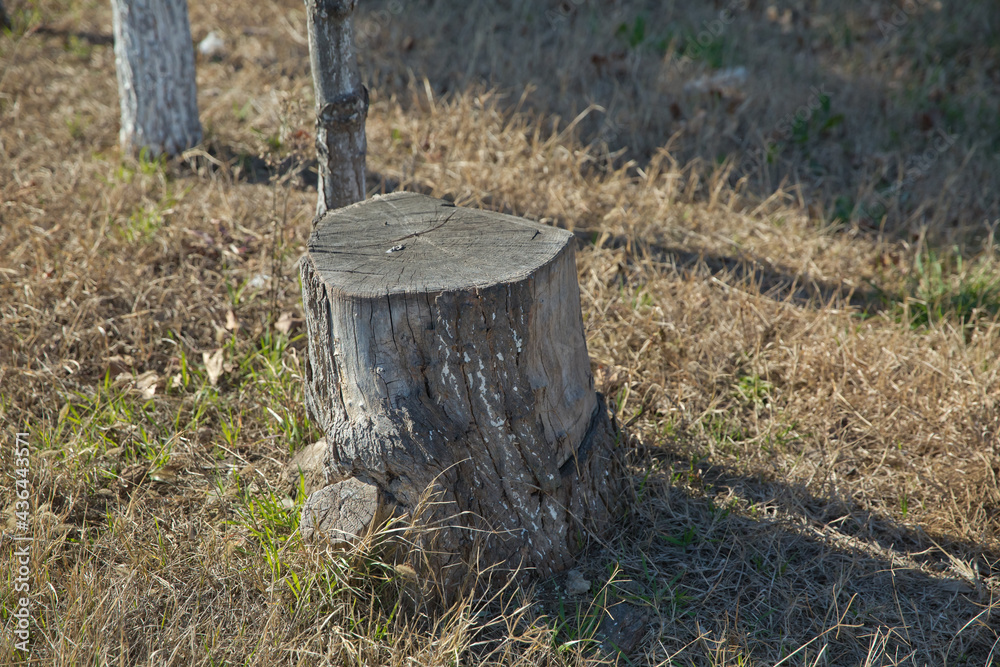 top view one old stump in grass . stump top view, trimmed tree. Tree ...