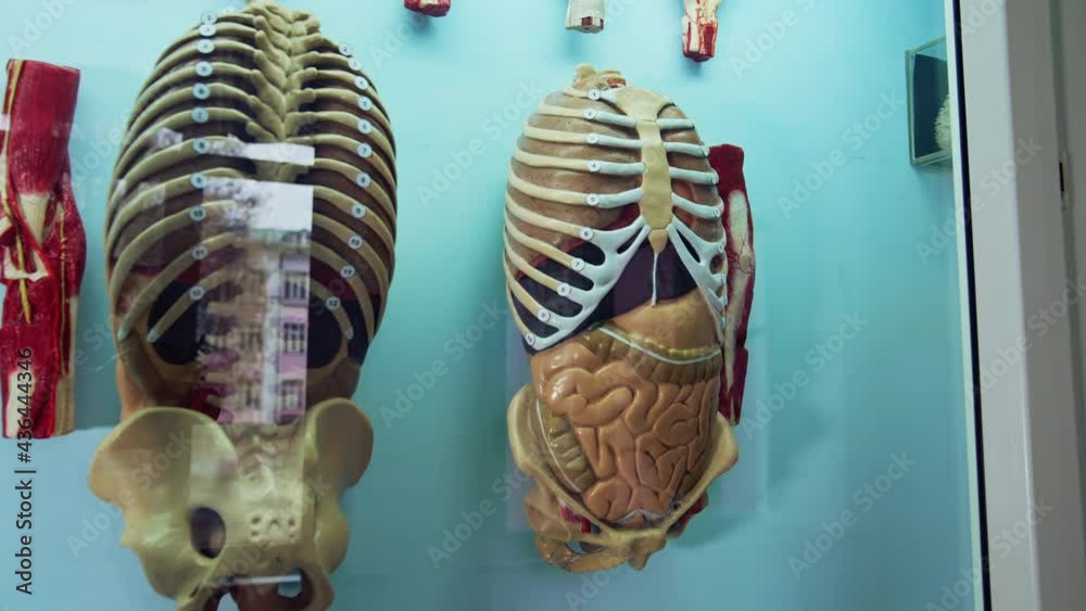 Artificial model of internal organs. Anatomical model of the person's ... Artificial model of internal organs. Anatomical model of the person's ...
