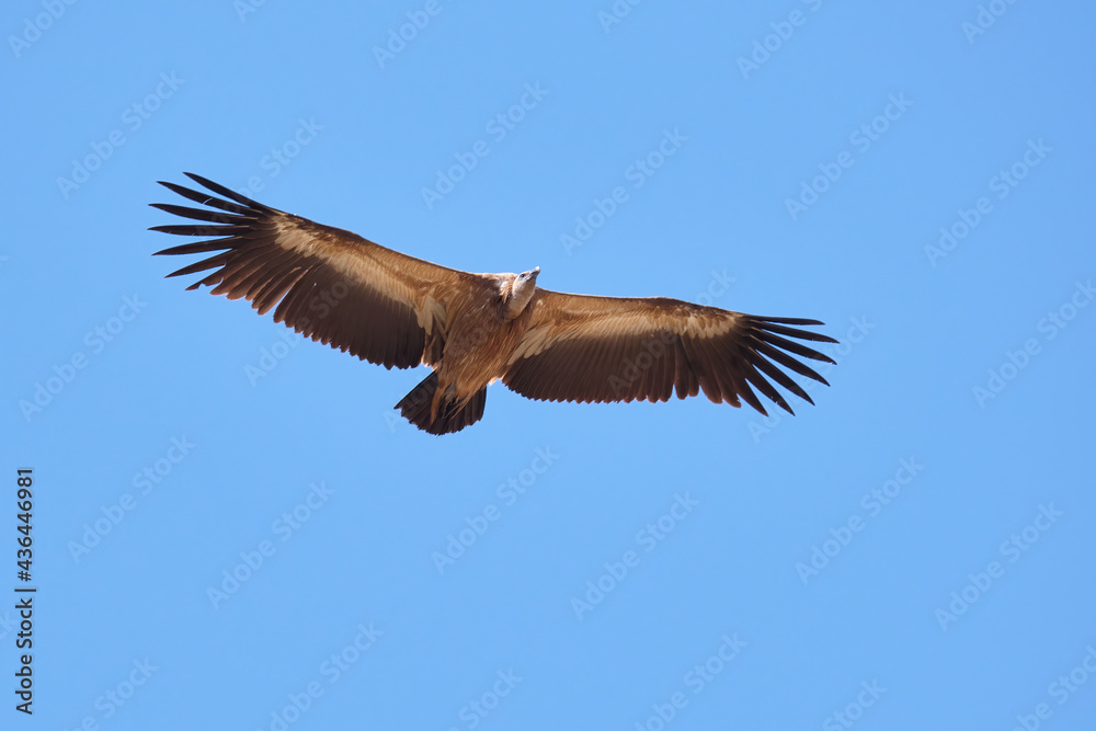 Buitre leonado, Gyps fulvus, volando en un cielo azul Stock Photo ...