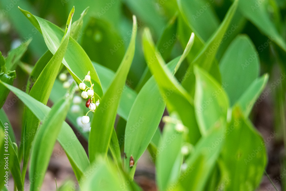 Lilies of the valley in the forest. Signs of spring in nature. Bell ...