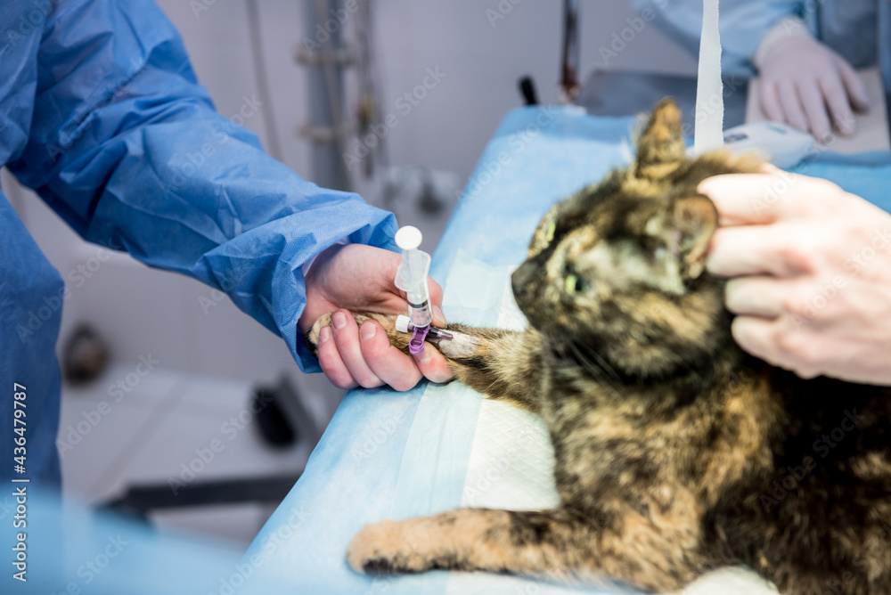 Veterinary surgeon is preparing cat for neutering surgery. Stock Photo ...