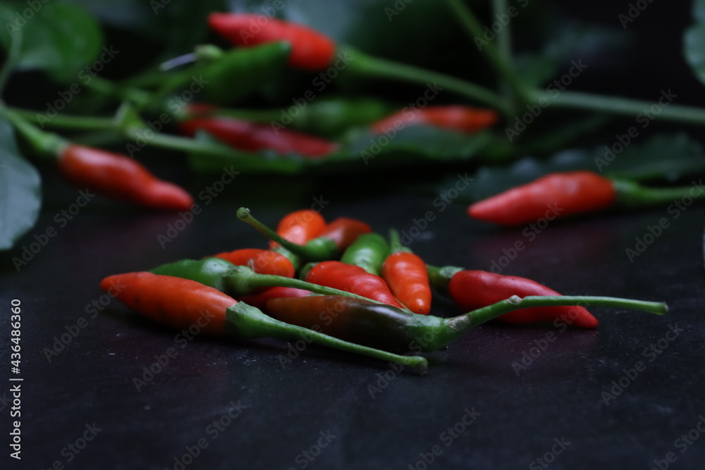 Indian red bird eye chilly with single point focus with black ...