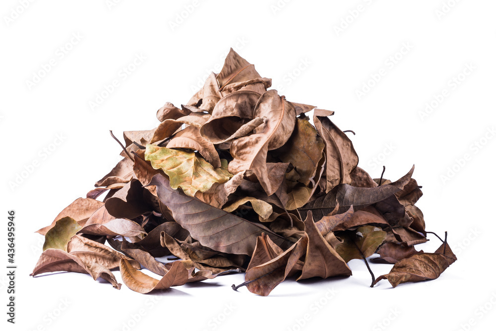 pile of dried tree leaves, dead, collected fallen and discolored leaves ...