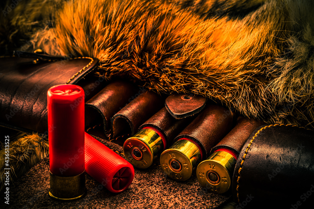 12 caliber bullets in leather hunting bandolier lying on the fur of the ...
