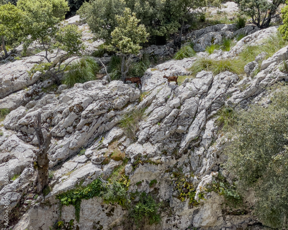 Foto de Wild goats in the Embassament de Cuber, artificial water ...