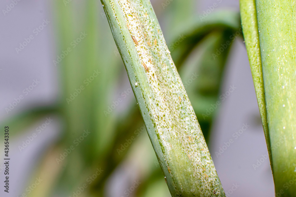 Dangerous pest of important commercial crops - Thrips (order ...