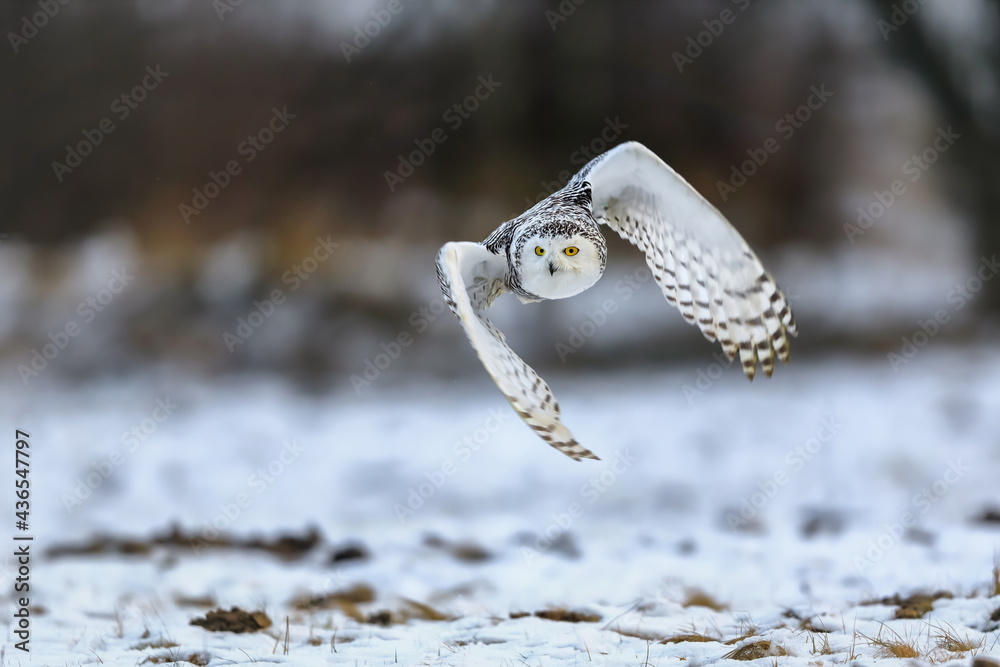 Snowy Owl With Blue Eyes Flying