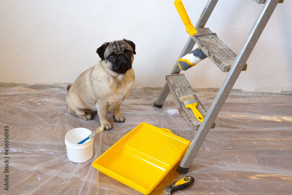 Pug dog sitting in new house during renovation with construction tools ...