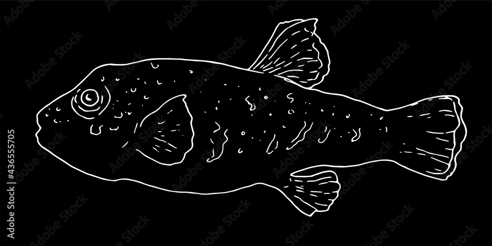 isolated vector white outline of a pufferfish on a black background ...