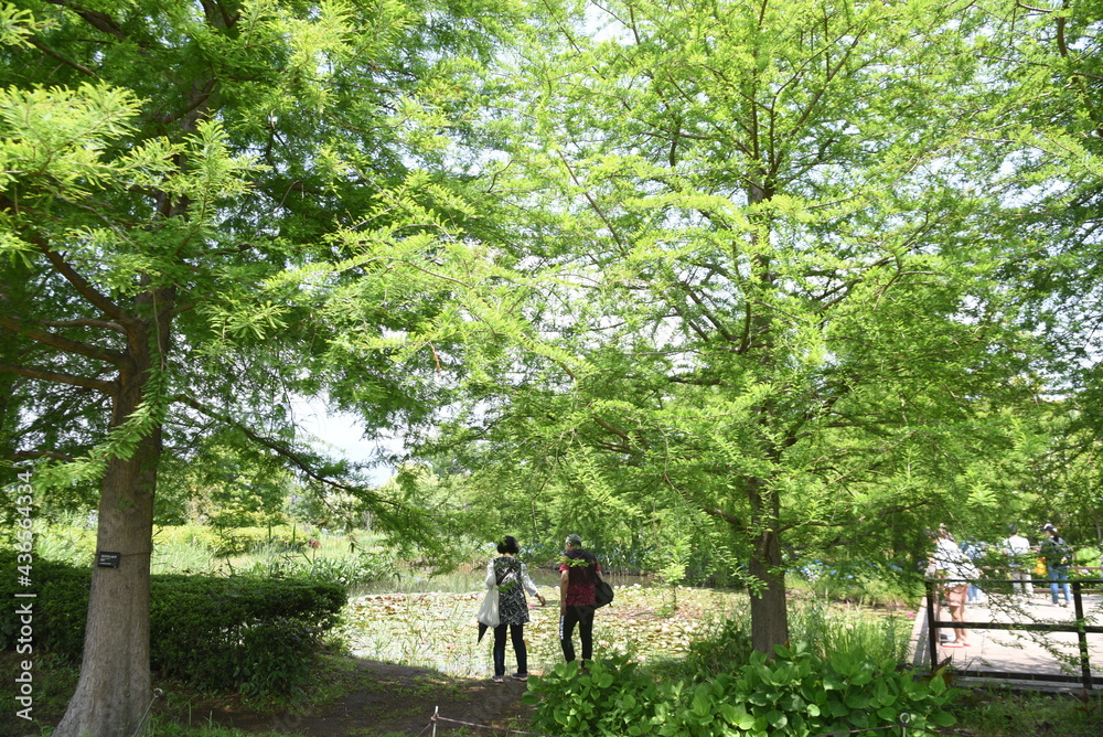 Bald cypress is a coniferous tree of Cupressaceae native to North ...