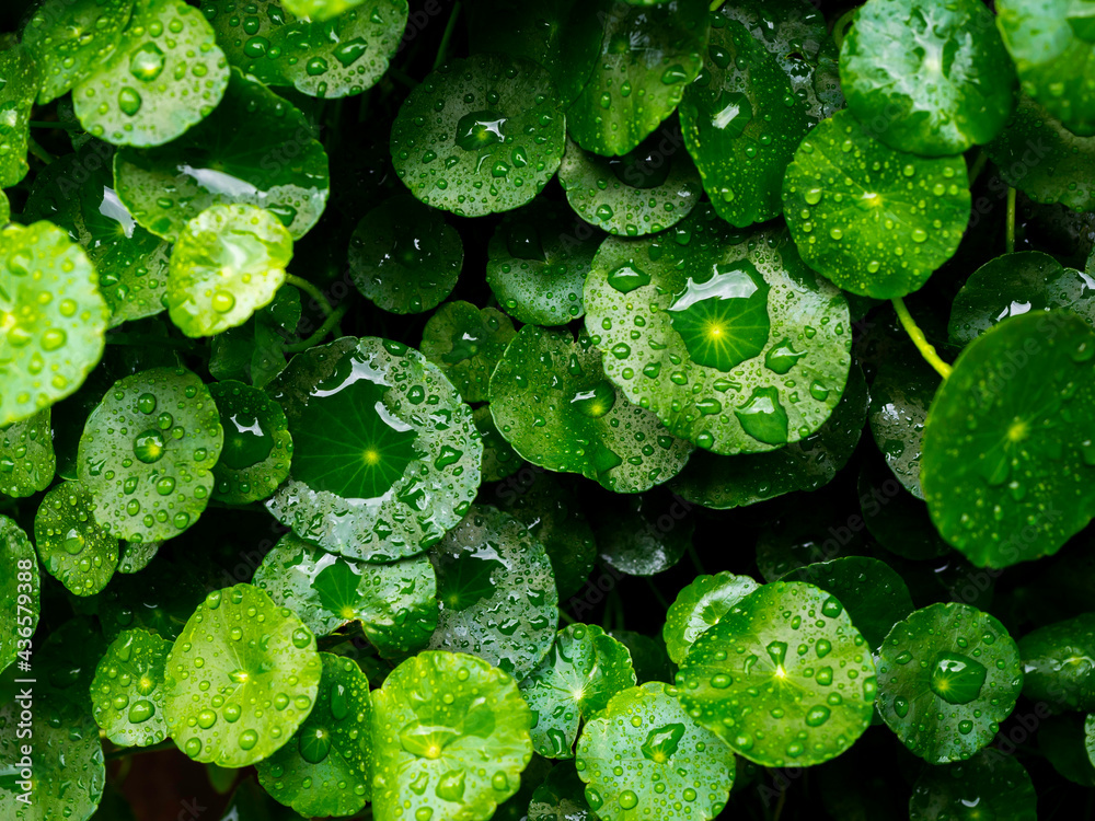 Beautiful green lily leaf or lotus flower leaves Stock Photo | Adobe Stock