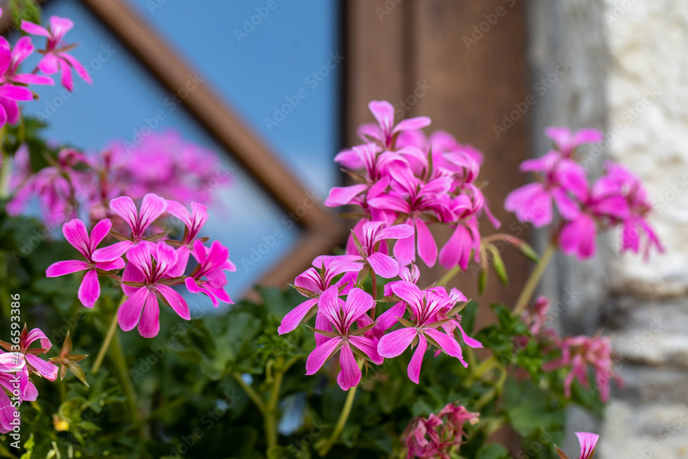 Pelargonium flowers commonly known as geraniums, pelargoniums or ...