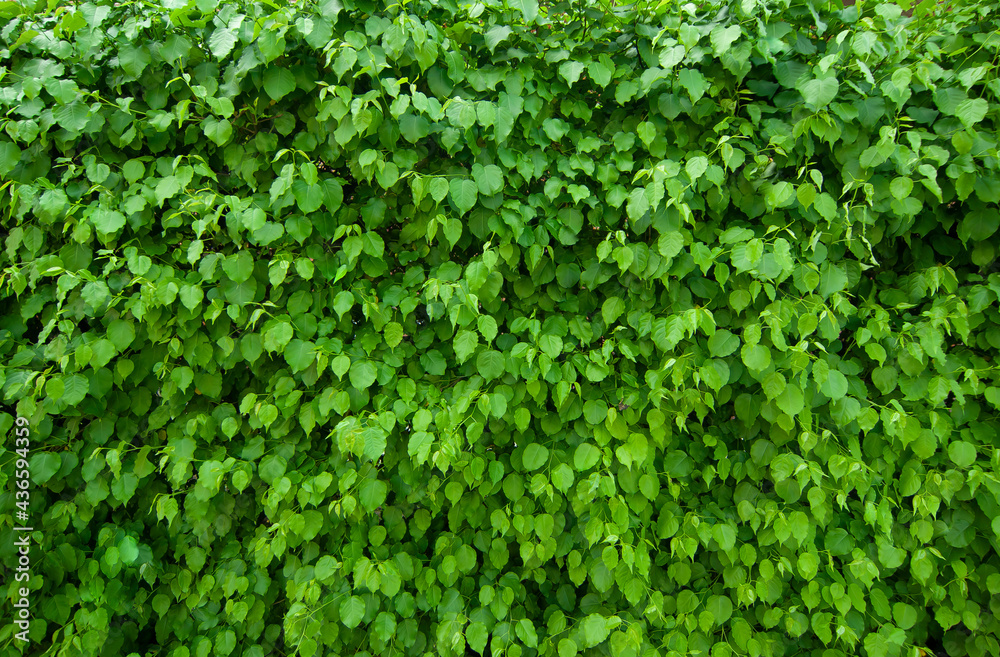Green bushes wall texture for background design and ecological wall and ...