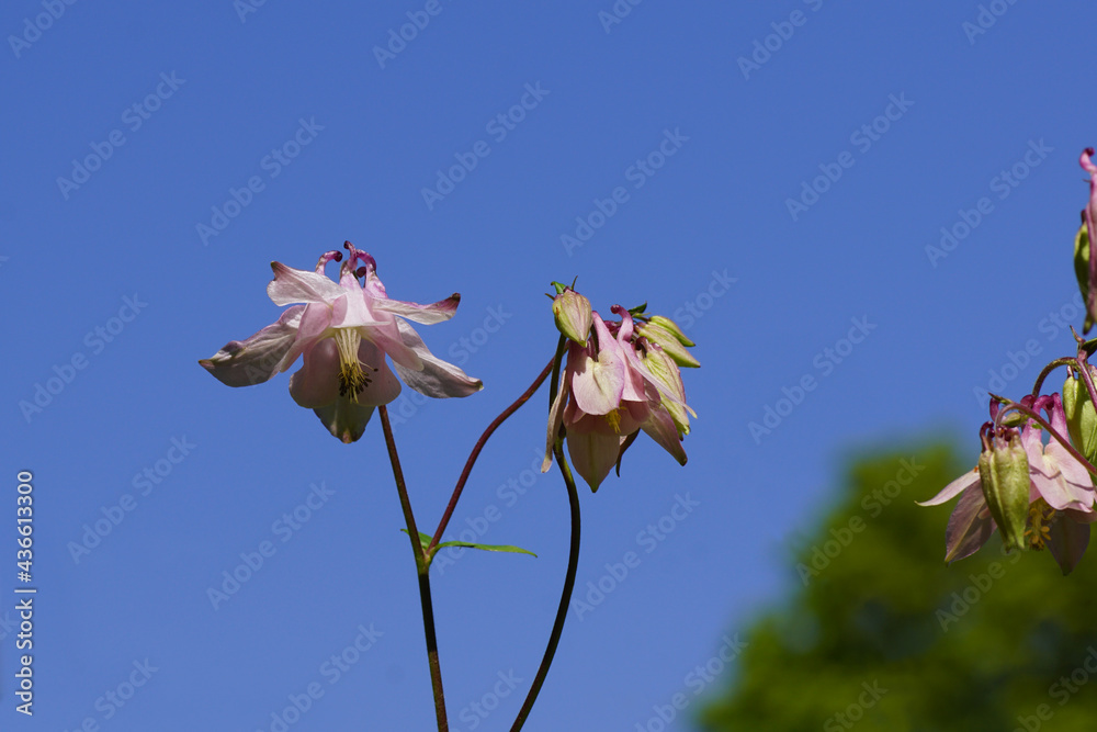 Pink flowers of Aquilegia vulgaris (European columbine, common ...