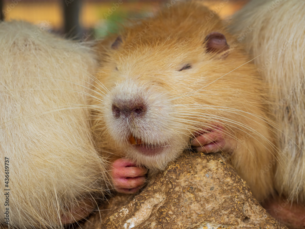 White muskrat (Myocastor coypus) Stock-Foto | Adobe Stock