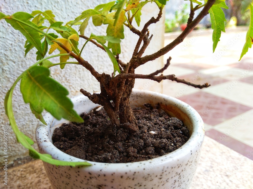 Ficus Bonsai, Neem tree (Azadirachta Indica) bonsai 1 year old in pot ...
