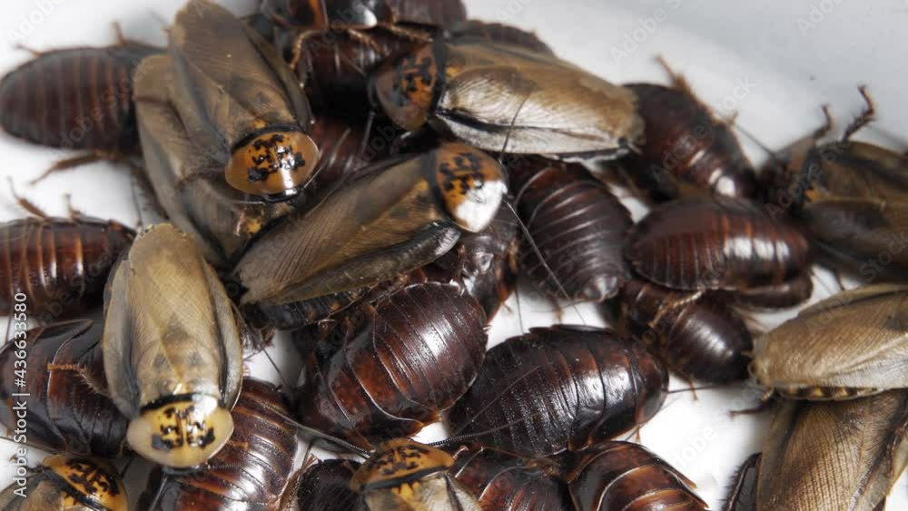 Crawling cockroaches close-up, top view. Many pests, disgusting insects ...