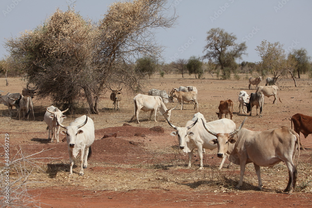 Troupeau de vaches zébus, zone soudano sahelienne région des pasteur ...