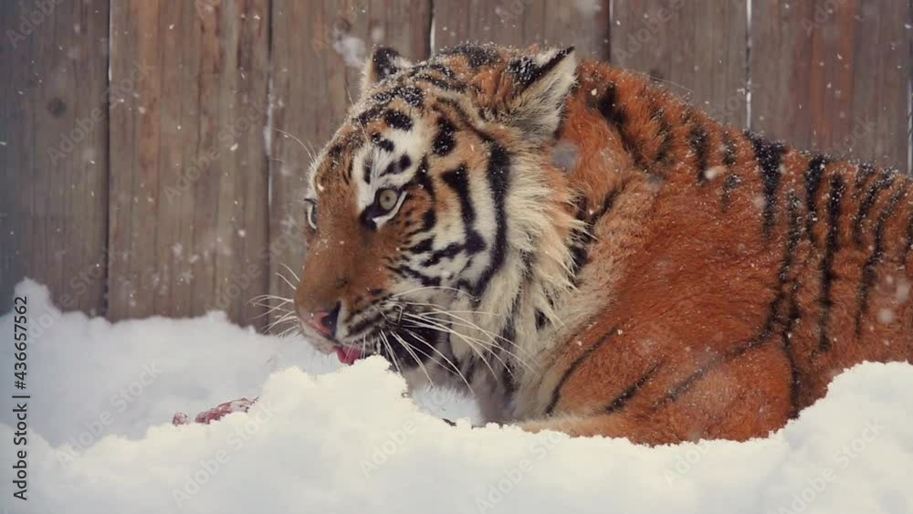beautiful tiger lies in the snow at the zoo and eats meat. slowly ...