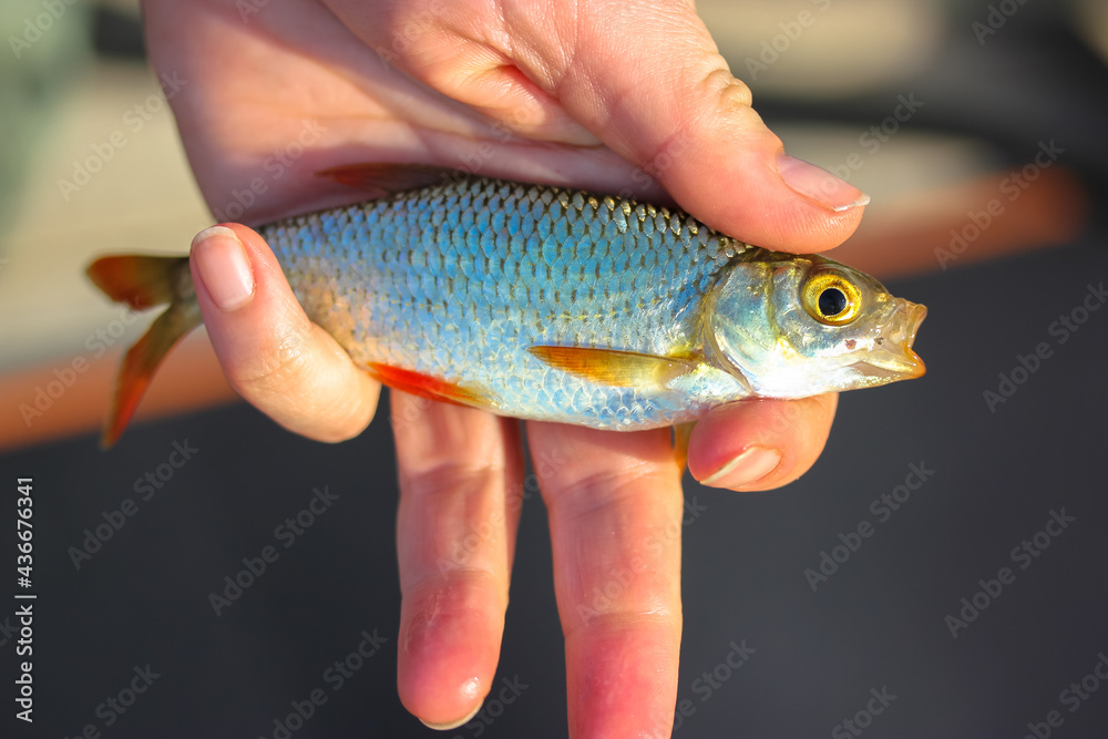 Rudd fish or Scardinius erythrophthalmus with open mouth in a fisherman ...